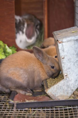 Rabbits Reproduction for Beginners - Grit